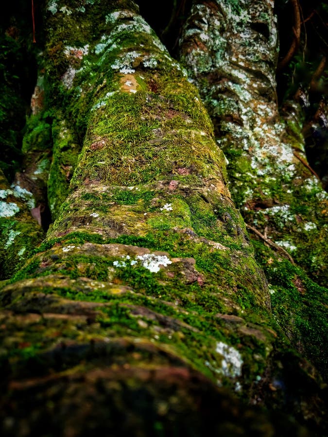 Moss or Green Algae Attached To the Trunk of a Large Old Tree Stock ...