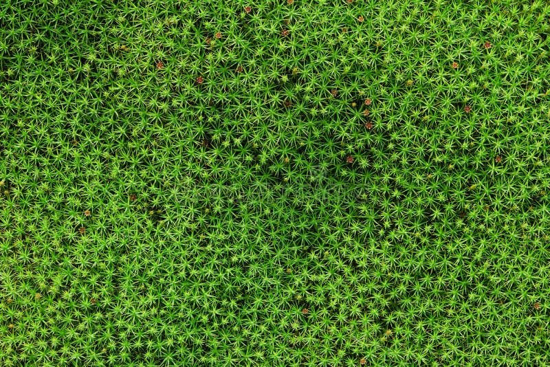 Aerial View Spring Forest. Natural Green Background. Photo from the ...