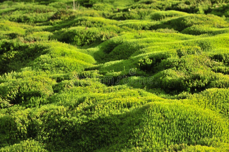 Moss green background. stock photo. Image of design, haircap - 21218998