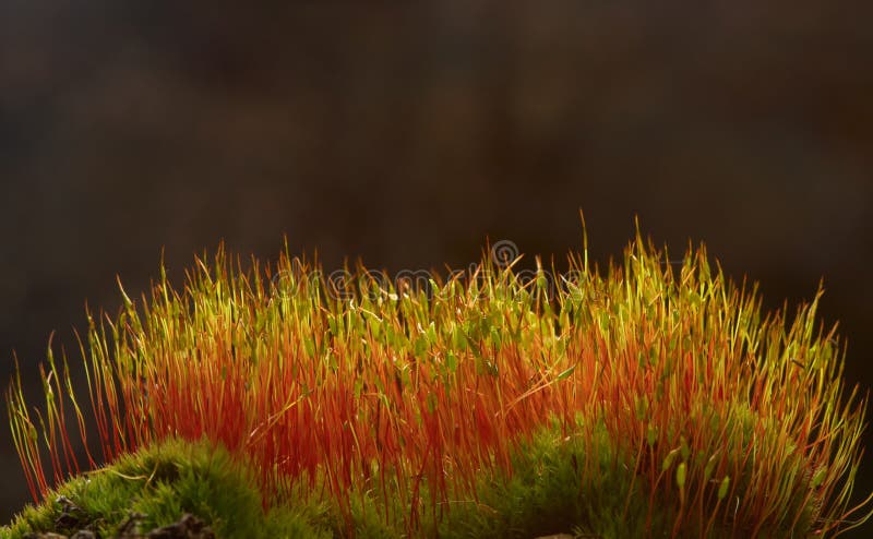 Moss stock image. Image of plant, fruitcase, cryptogam - 38346657