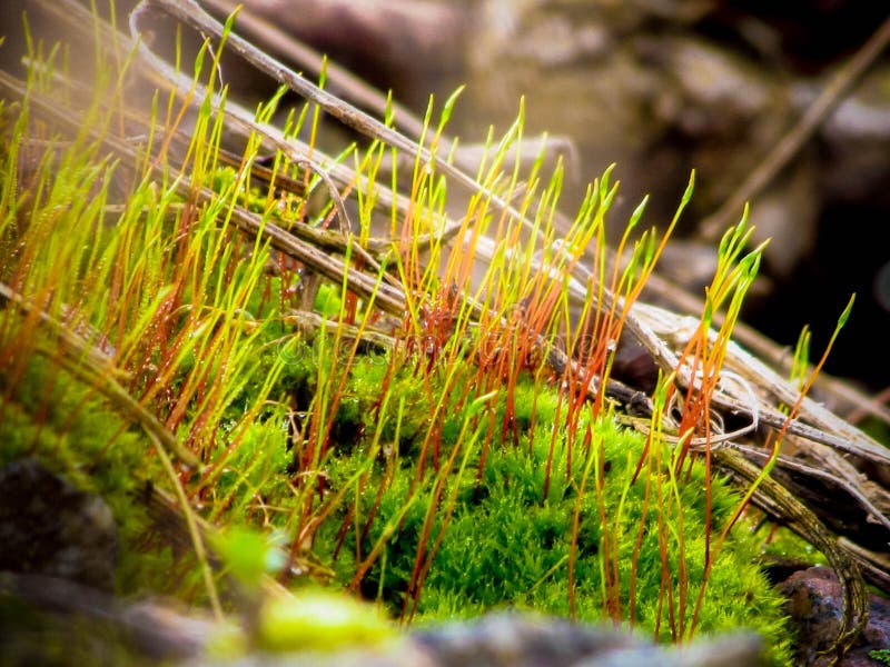 Moss green stock image. Image of early, greens, woods - 69411035