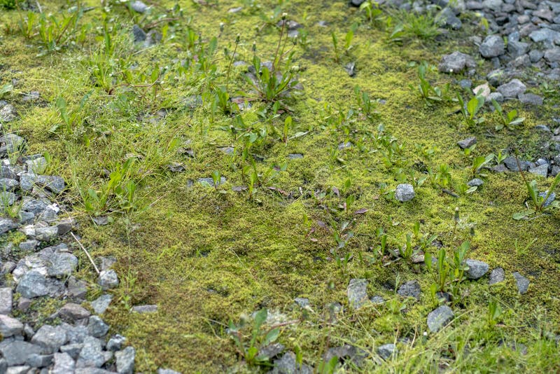 Moss and Grass Sprouting through Gravel Stock Photo - Image of grunge ...