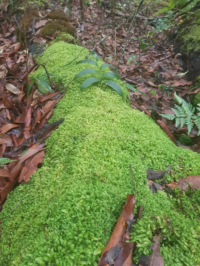 Moss on Tree Log stock image. Image of trek, fallen - 120751687