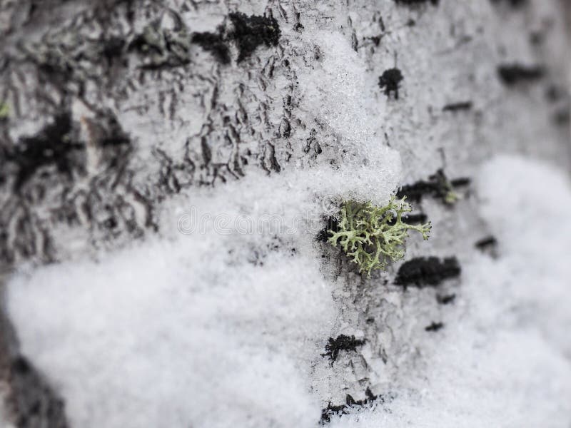 Moss stock photo. Image of frosts, cold, moss, sheltered - 91830430