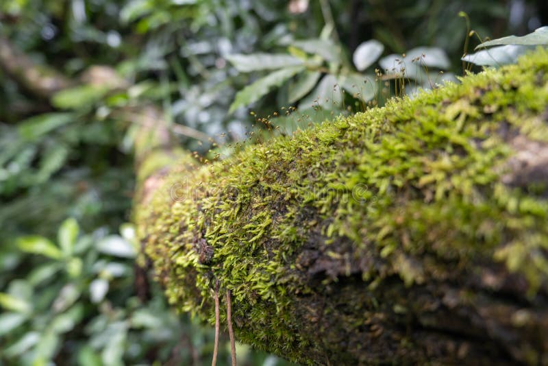 Moss Green and Moist, Naturally Occurring Stock Photo - Image of leaf ...