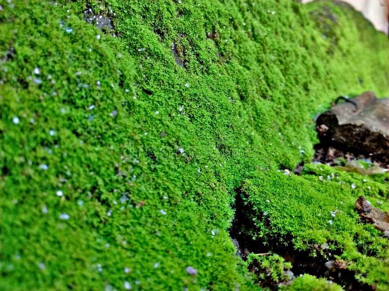 Moss stock photo. Image of covering, green, stone, moss - 93239528