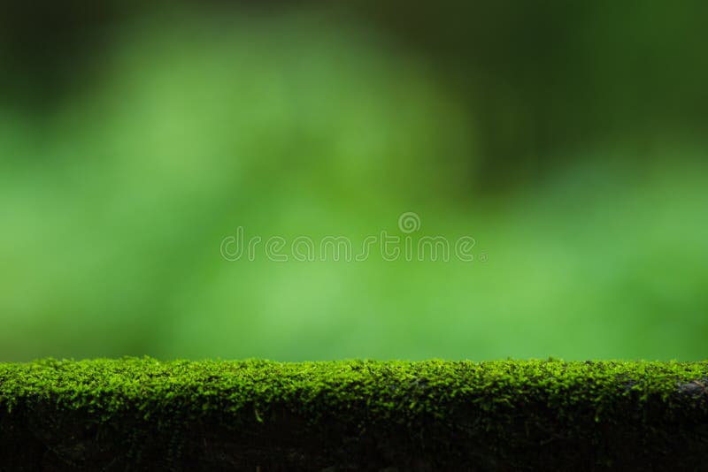 Moss and Green Nature Background Stock Image - Image of detail, light ...