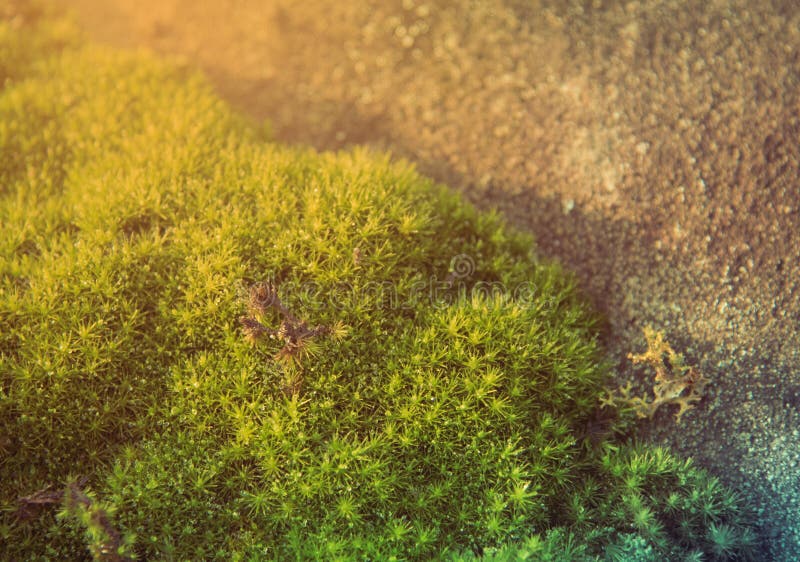 Moss green stock photo. Image of covering, detail, close - 79027622