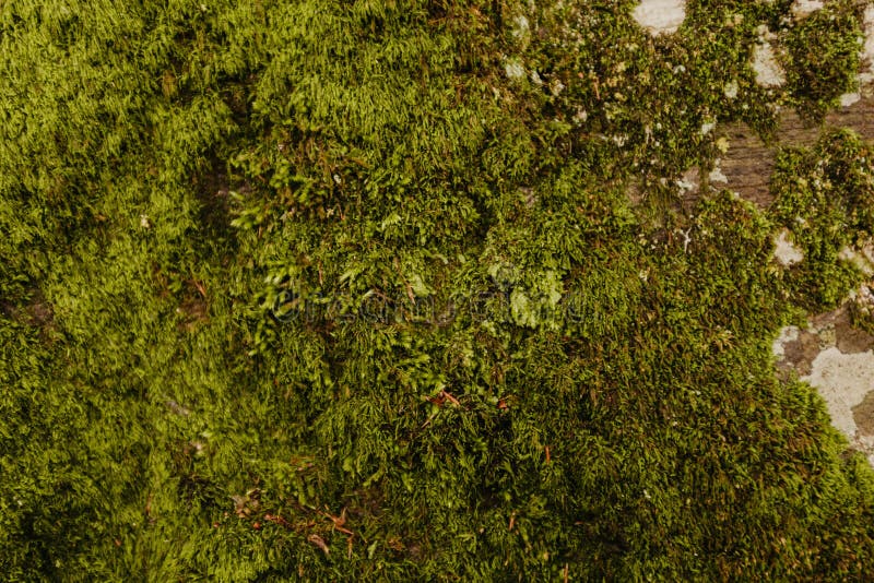 Moss Green Texture. Moss Background Stock Photo - Image of macro ...