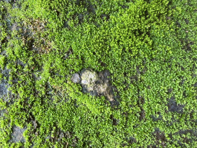 Moss Green Texture. Moss Background Stock Image - Image of grass ...