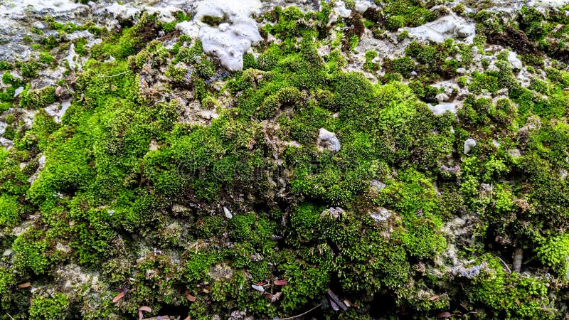 Moss Green Texture. Moss Background Stock Image - Image of ground ...