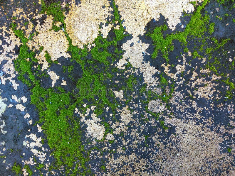 Moss Green Texture. Moss Background. Green Moss on Grunge Texture ...