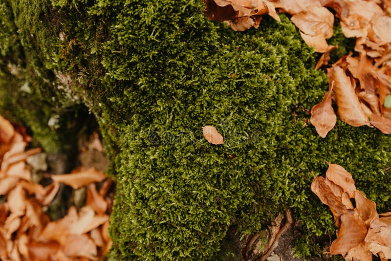 Moss Green Texture. Moss Background Stock Photo - Image of growth ...