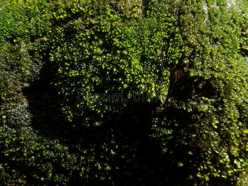 Moss Green Texture Close Up Photo Stock Image - Image of macro, surface ...