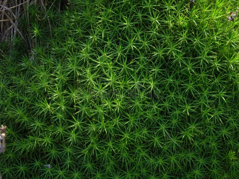 Moss stock image. Image of marsh, peatbog, makro, moss - 60072935