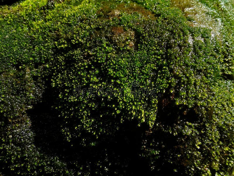 Moss green texture stock photo. Image of pattern, wallpaper - 254226092