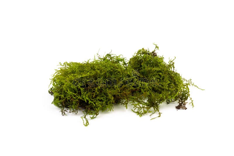 Moss Green on White Background. Space for Text Stock Image - Image of ...