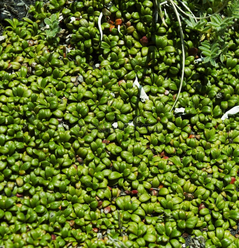 Moss stock photo. Image of rough, natural, aged, delicate - 54180820