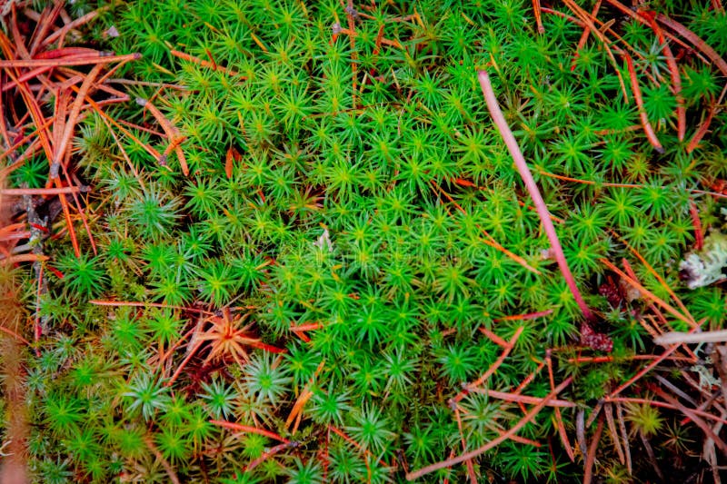 Moss on the Ground of the Canadian Forest Stock Image - Image of ...
