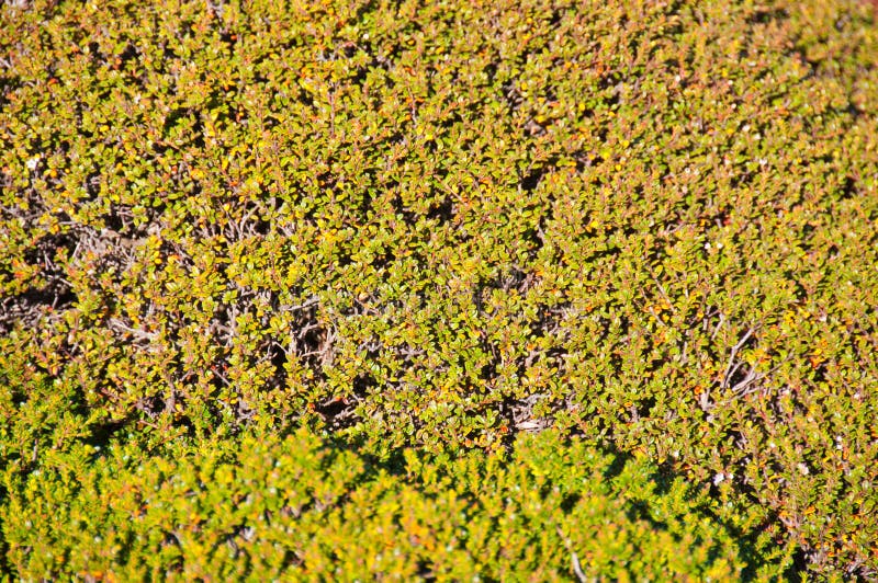 Moss Ground Cover Background Stock Photo - Image of leaf, flora: 21712700