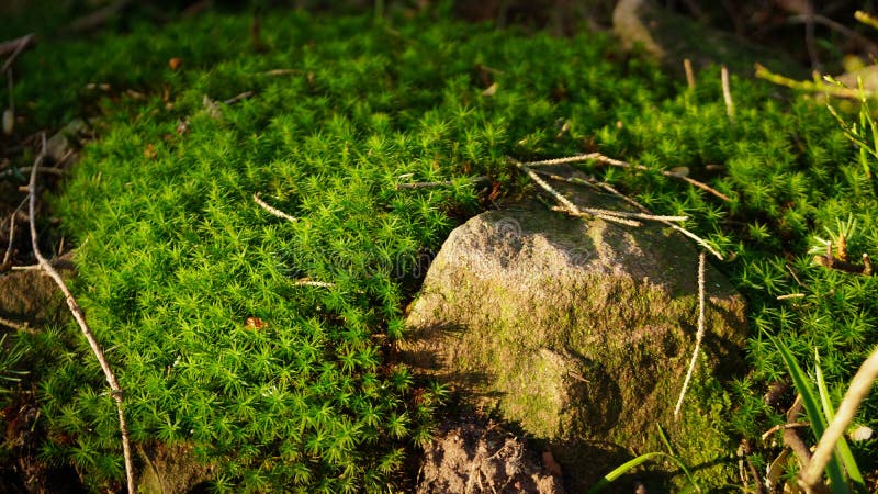 Moss on the ground stock photo. Image of patina, swamp - 138508336