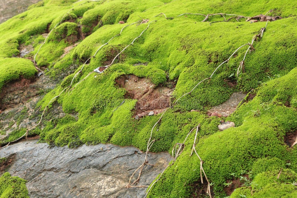 Moss stock image. Image of beauty, nature, ground, beautiful - 40881355