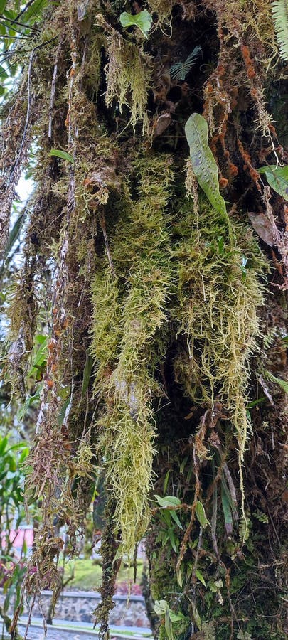 Moss Grow on the Old Wood in the Garden Stock Photo - Image of wood ...
