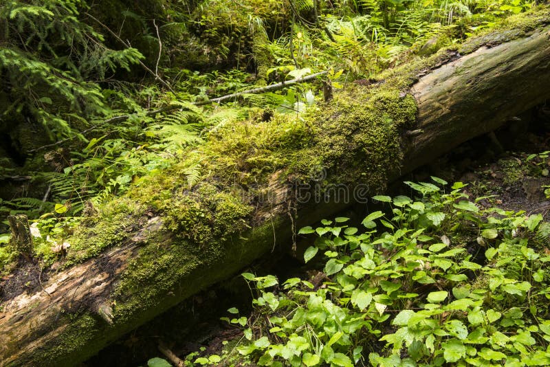 Moss Growing in Big Fallen Tree. Tree Trunk with Moss Stock Image ...