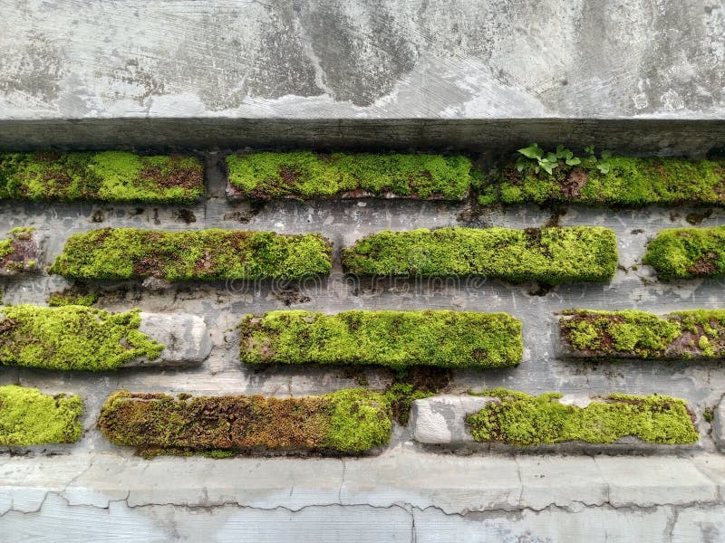 Moss on Brick fence stock photo. Image of moss, brick - 74266460