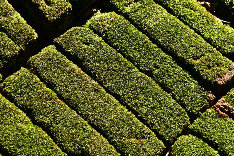 Moss Growing on Bricks Wall Stock Photo - Image of evergreen, green ...