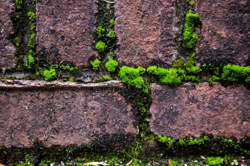 Moss Growing between the Cobblestoned Ground Stock Image - Image of ...
