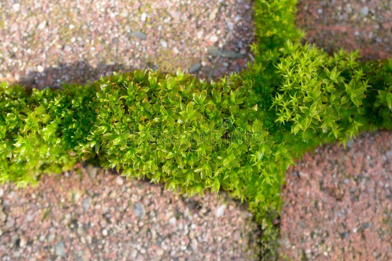 Moss growing between brick stock photo. Image of close - 371257126