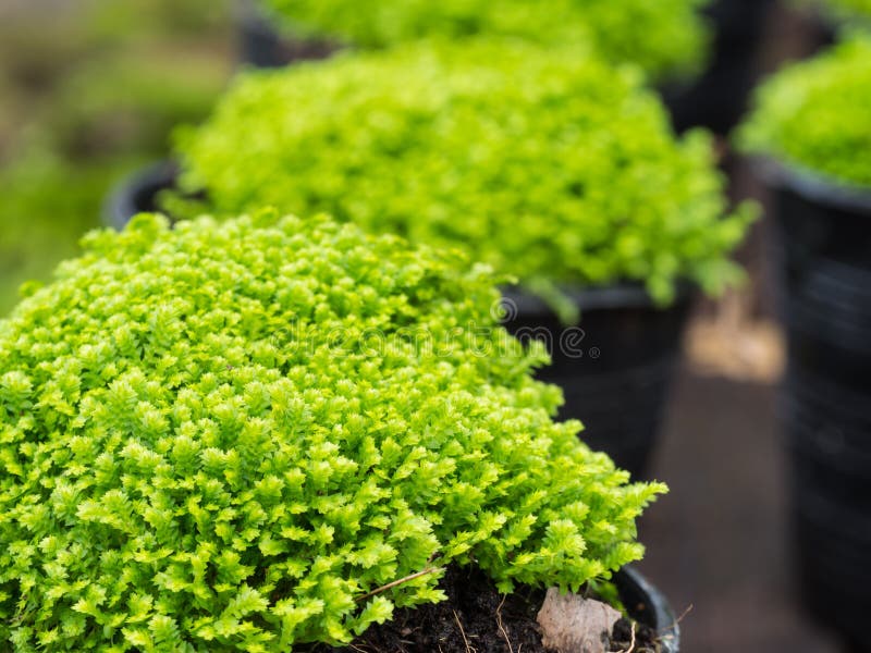 Moss growing in the Cup stock photo. Image of grass, autumn - 79730334