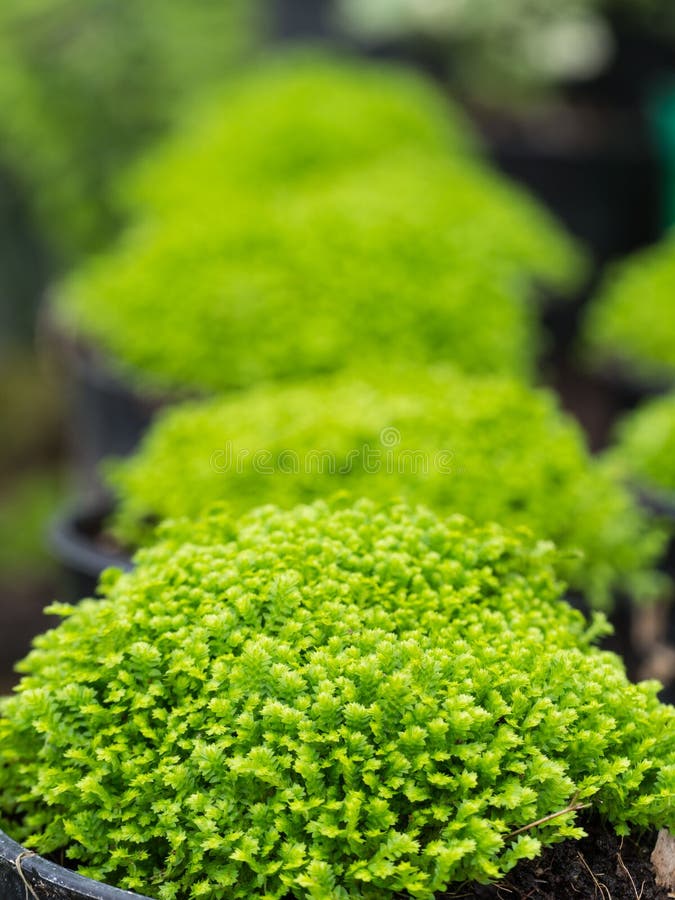 Moss growing in the Cup stock photo. Image of moss, green - 79730354