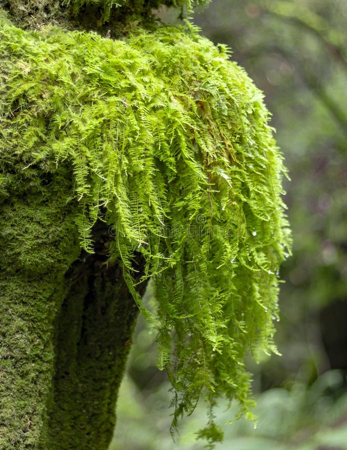 Moss Growing in a Curtain Shape on the Trunk of an Oak Tree in the ...