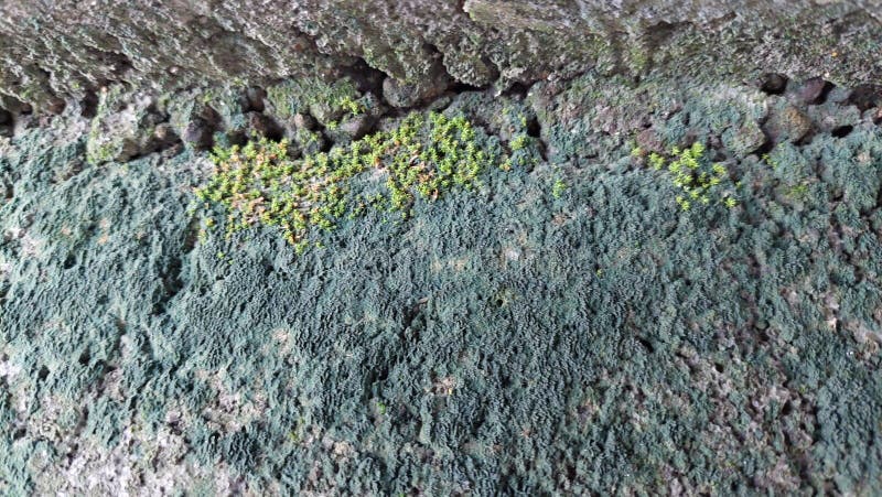 Moss growing on damp wall stock image. Image of nature - 294351769