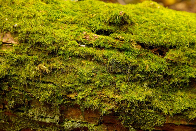 Moss stock image. Image of wild, grow, bark, natural - 31037077