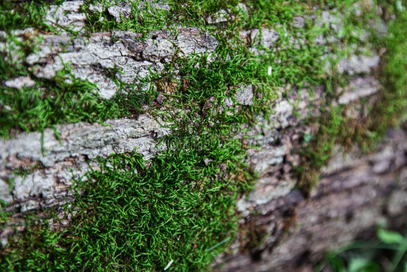 Moss Growing on Dead Tree Trunk Stock Image - Image of natural, bark ...