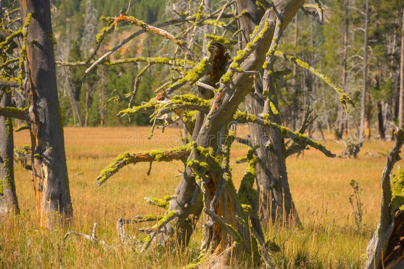 Moss Growing on Dead Tree, Yellowstone National Park Stock Photo ...