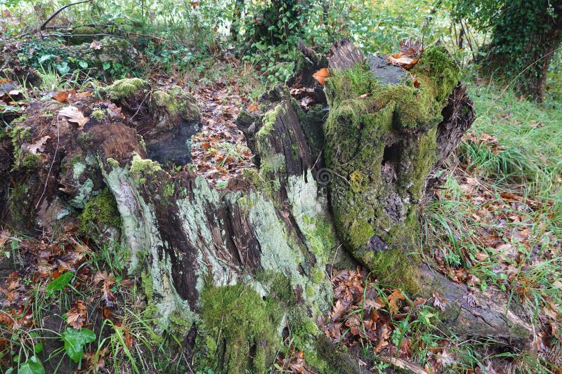 Moss Growing on Decaying Tree Stump in Forest Stock Image - Image of ...