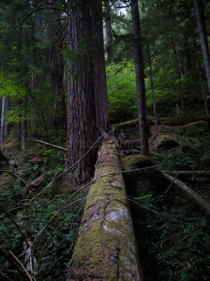 Down tree in forest stock image. Image of tree, growing - 127625101