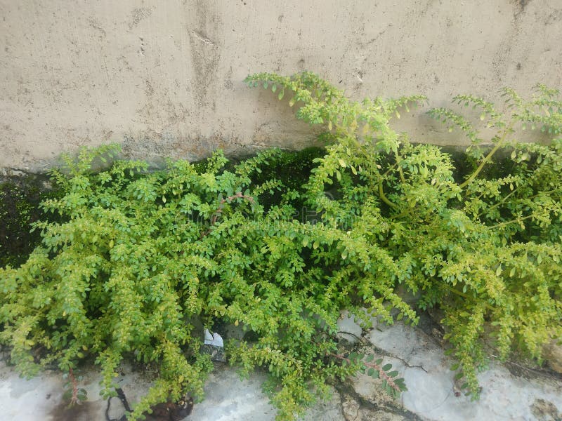 Moss Growing on the Edge of the House Stock Image - Image of green ...