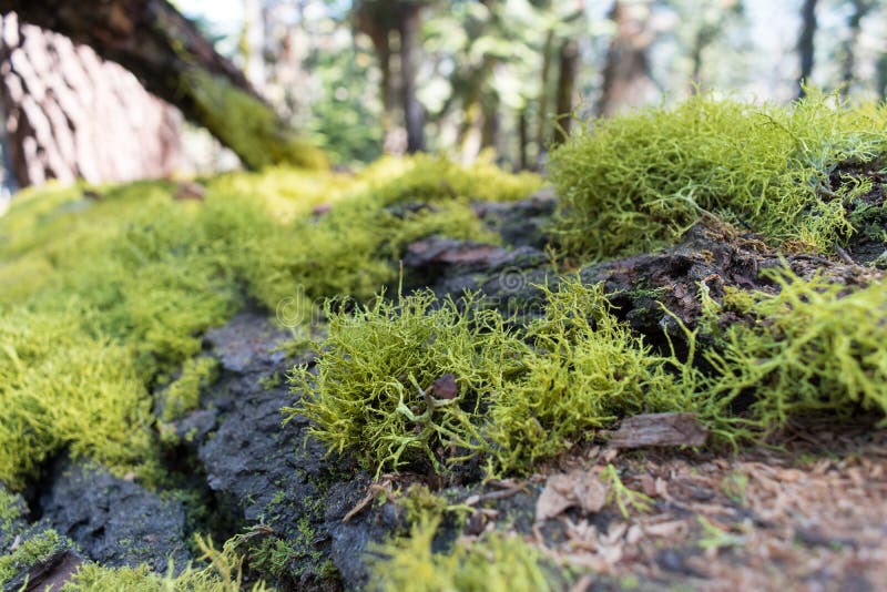 Closeup of Moss on a Fallen Tree Stock Image - Image of trunk, texture ...