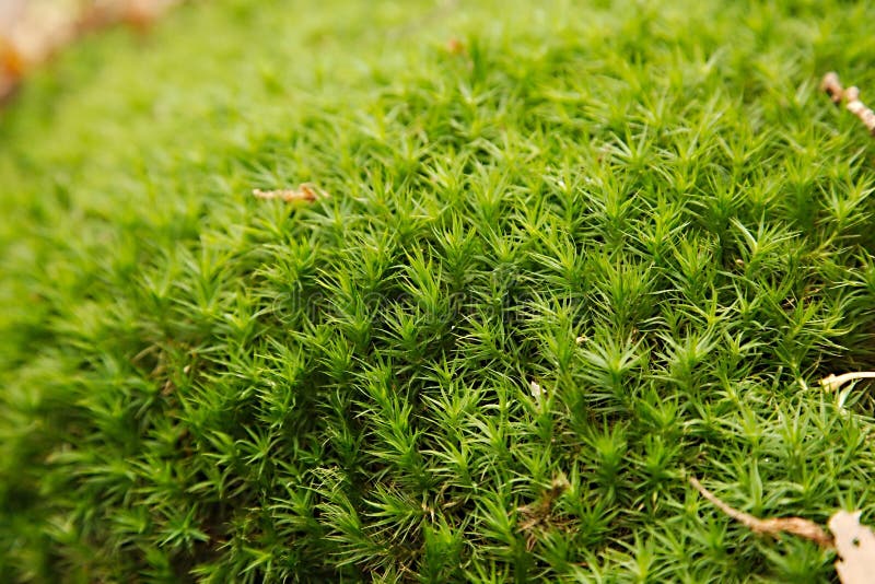 Moss stock photo. Image of detail, close, wild, grow - 19129320