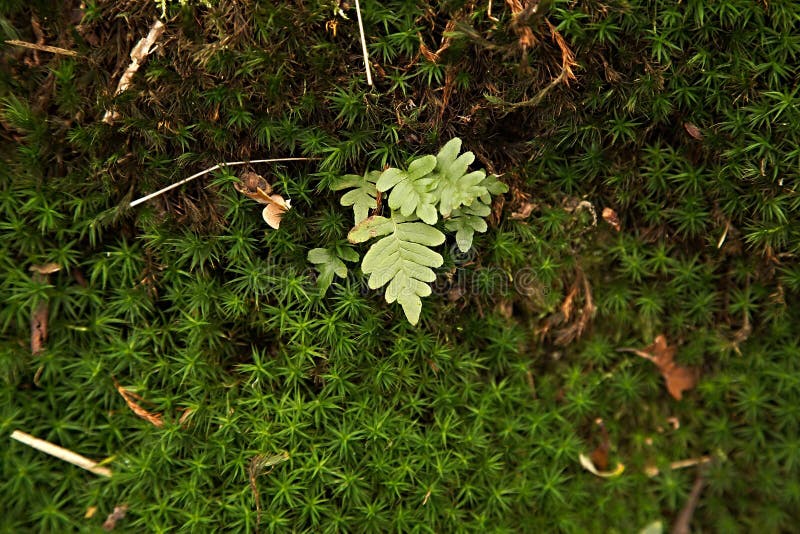 Moss stock photo. Image of detail, close, wild, grow - 19129320