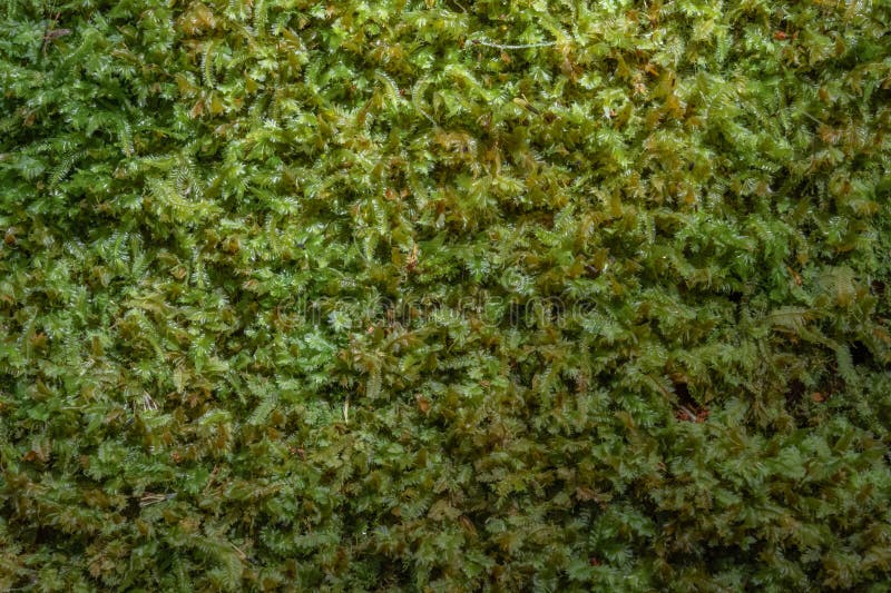 Moss Growing Green Floor Temperate Rainforest Texture Stock Photos ...