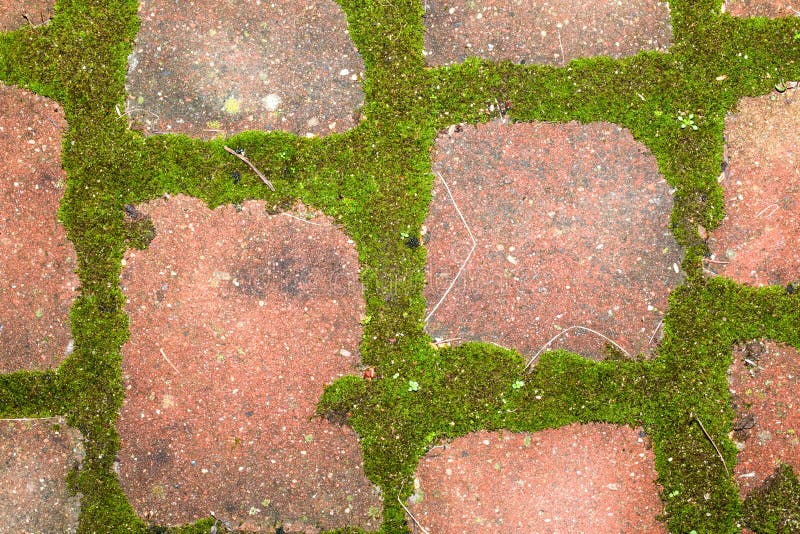 Moss Growing in the Joints between the Paving Stones Stock Image ...