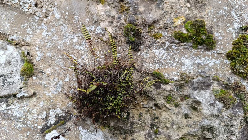 Moss growing stock photo. Image of flower, branch, geology - 353697208