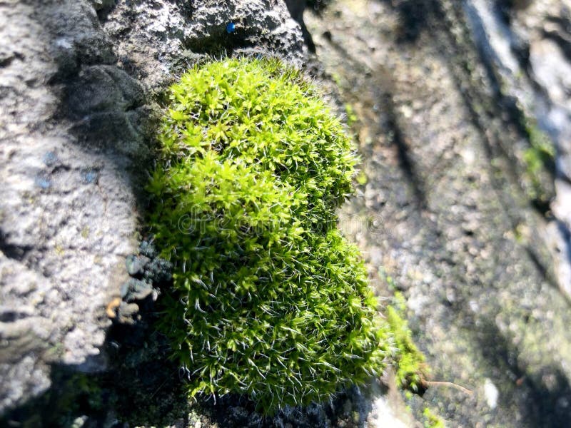 Moss on rock stock image. Image of growing, plant, life - 111426017