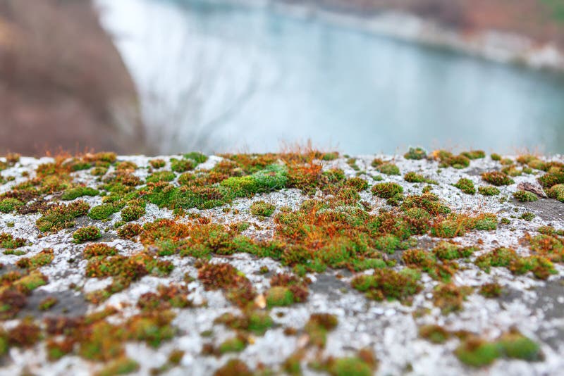 Moss at natural surface stock image. Image of fresh - 258835373
